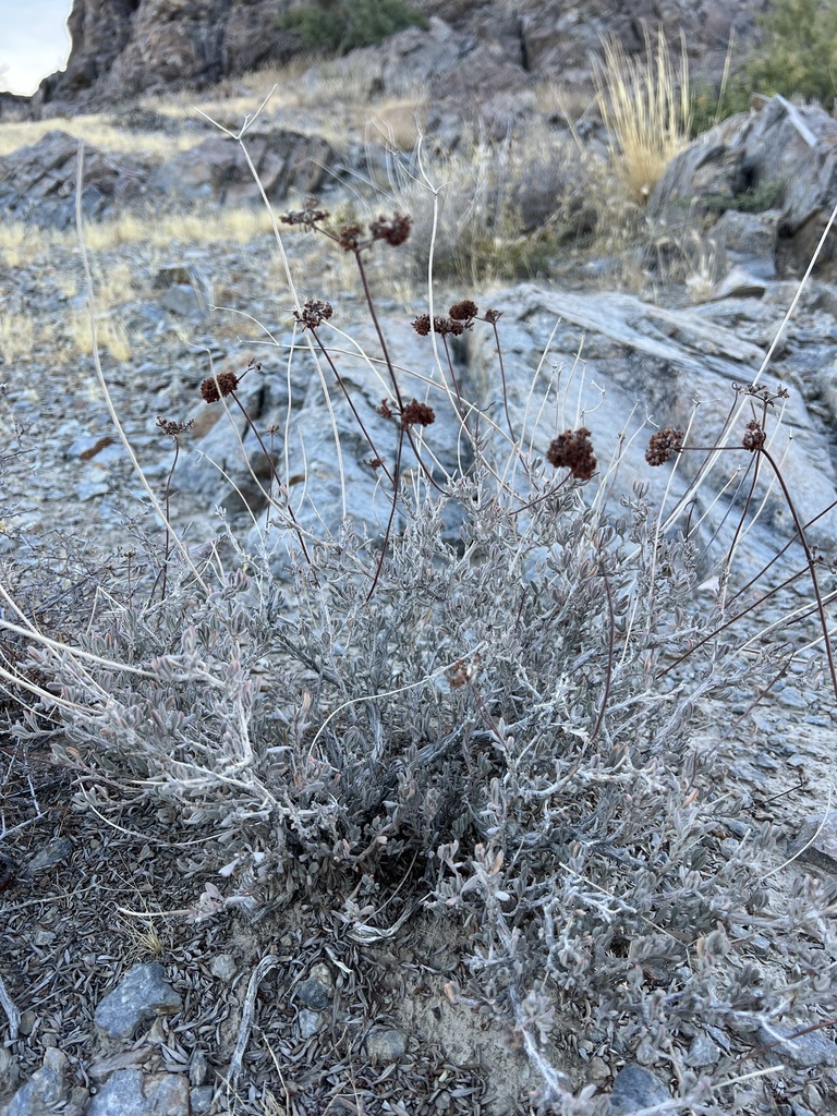 California Buckwheat from Barstow, CA, US on November 5, 2023 at 07:01 ...