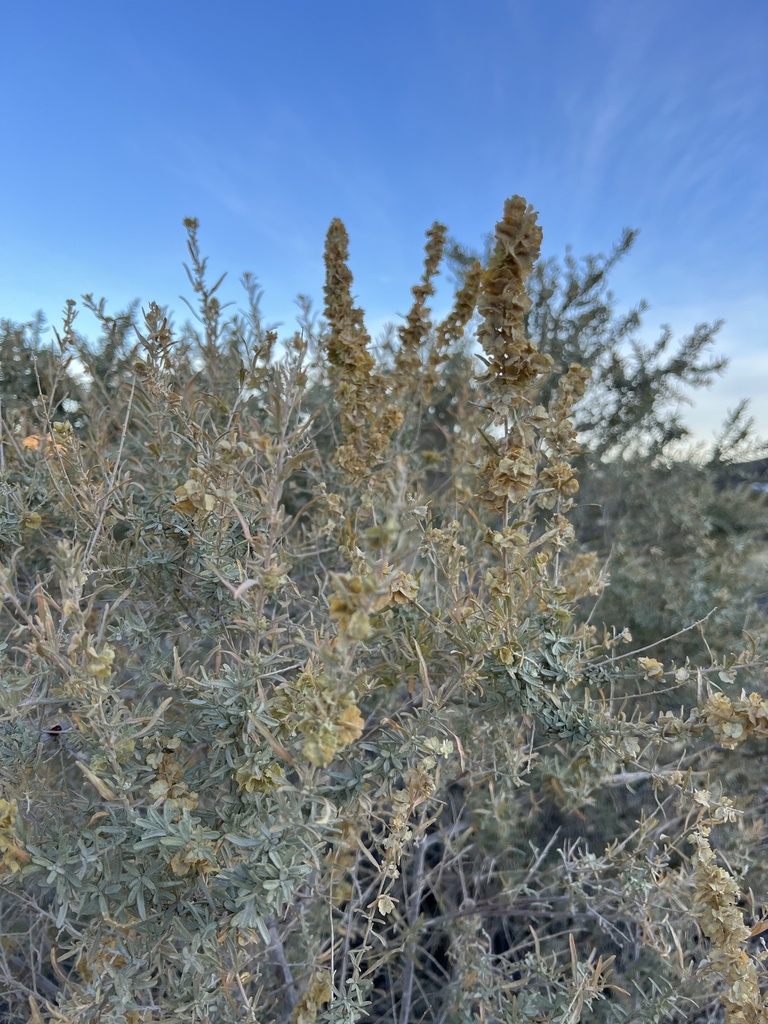 Fourwing Saltbush from Barstow, CA, US on November 5, 2023 at 06:47 AM ...