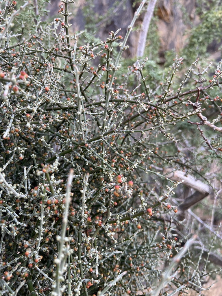 Mesquite Mistletoe from Barstow, CA, US on November 4, 2023 at 03:30 PM ...