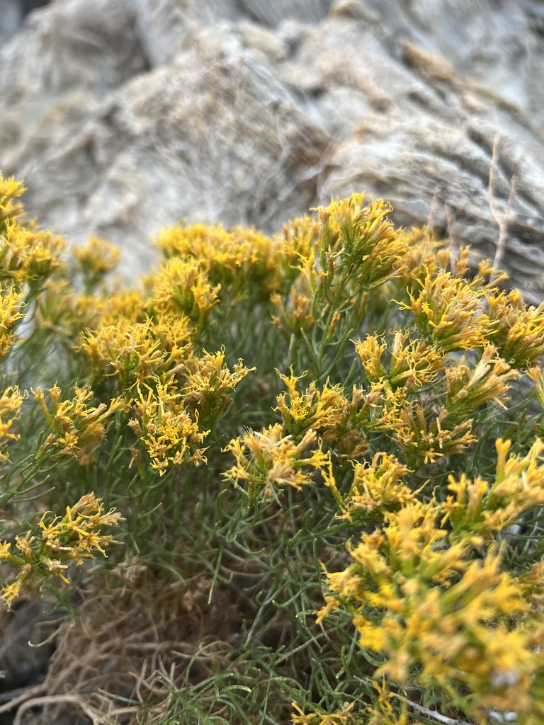 Green Rabbitbrush from Barstow, CA, US on November 4, 2023 at 05:42 PM ...