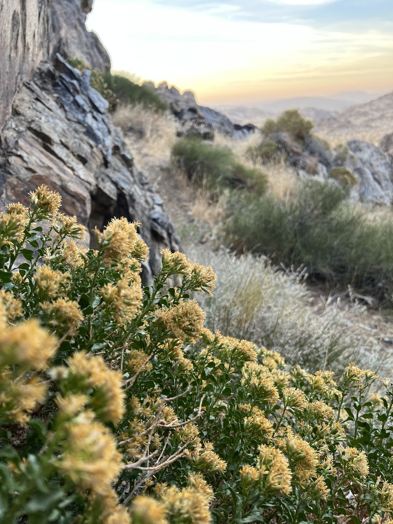 Wedgeleaf Goldenbush from Barstow, CA, US on November 4, 2023 at 05:39 ...