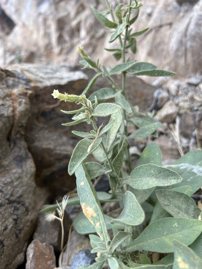 desert tobacco from Barstow, CA, US on November 4, 2023 at 03:35 PM by ...