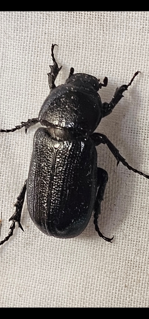 Cryptodus from Neergabby WA 6503, Australia on November 5, 2023 at 08: ...