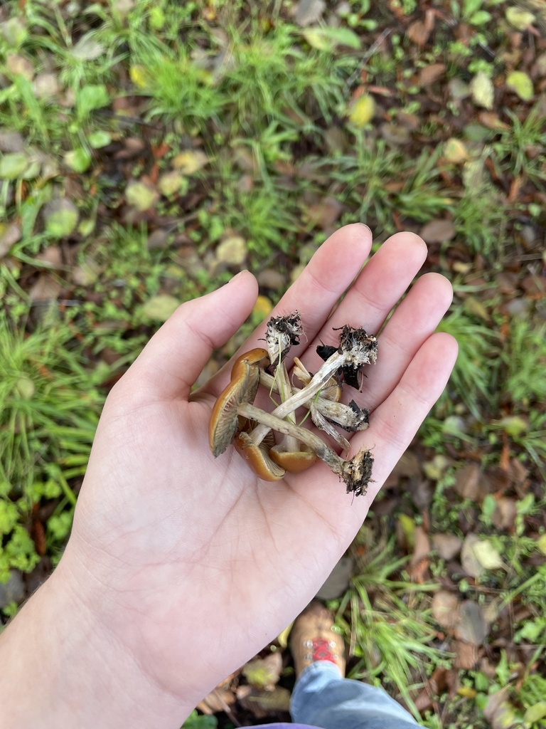 Wavy Cap in November 2023 by cadence duckett · iNaturalist