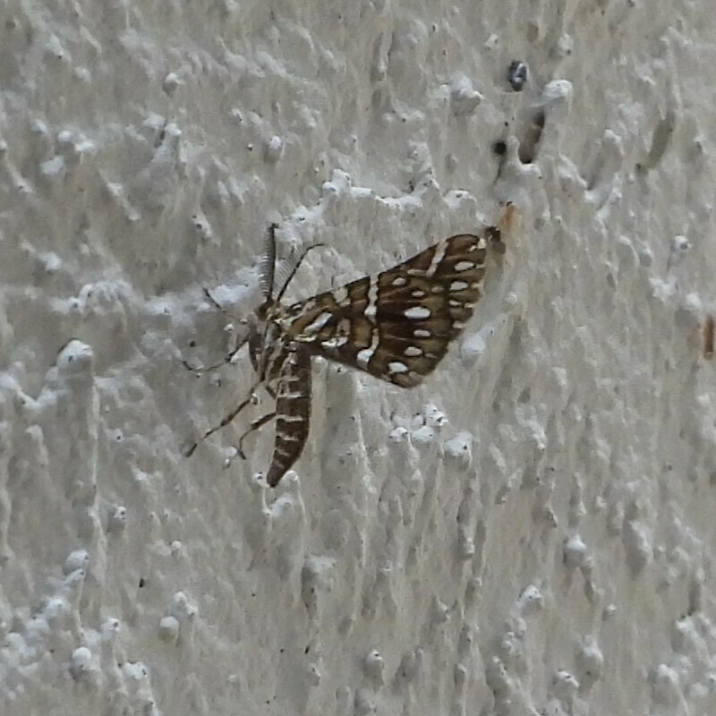 Green Broomweed Looper Moth from Cameron County, TX, USA on October 7 ...