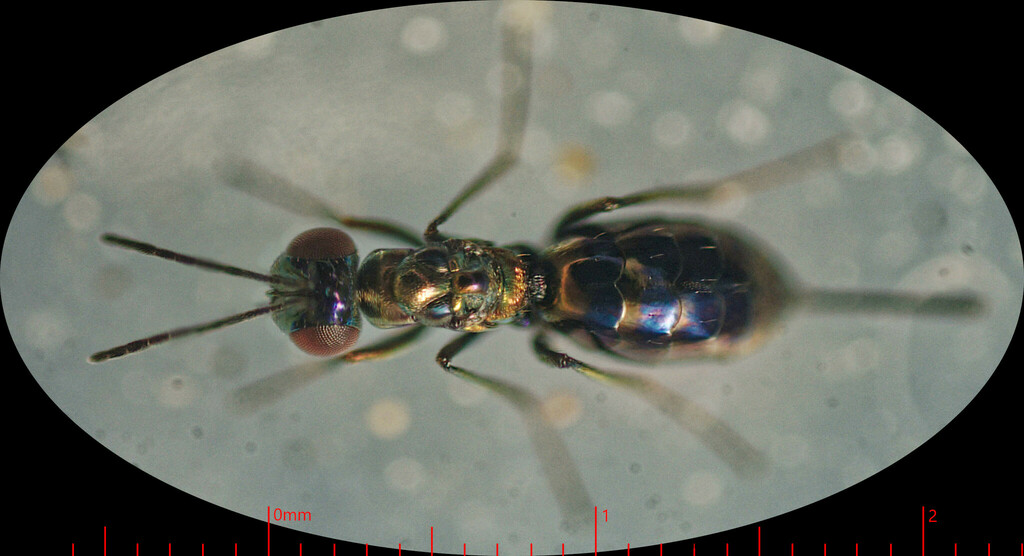 Cea pulicaris from 30200 Chusclan, France on November 5, 2023 at 07:35 ...