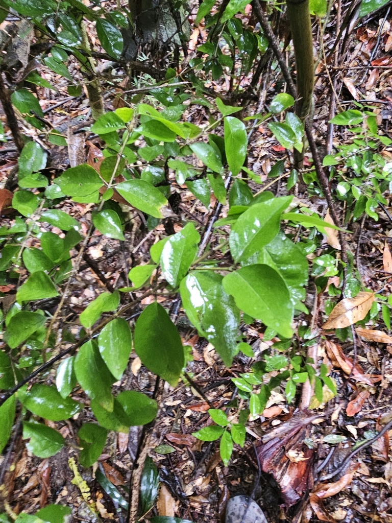 Randia moorei from Currumbin QLD 4223, Australia on November 5, 2023 at ...