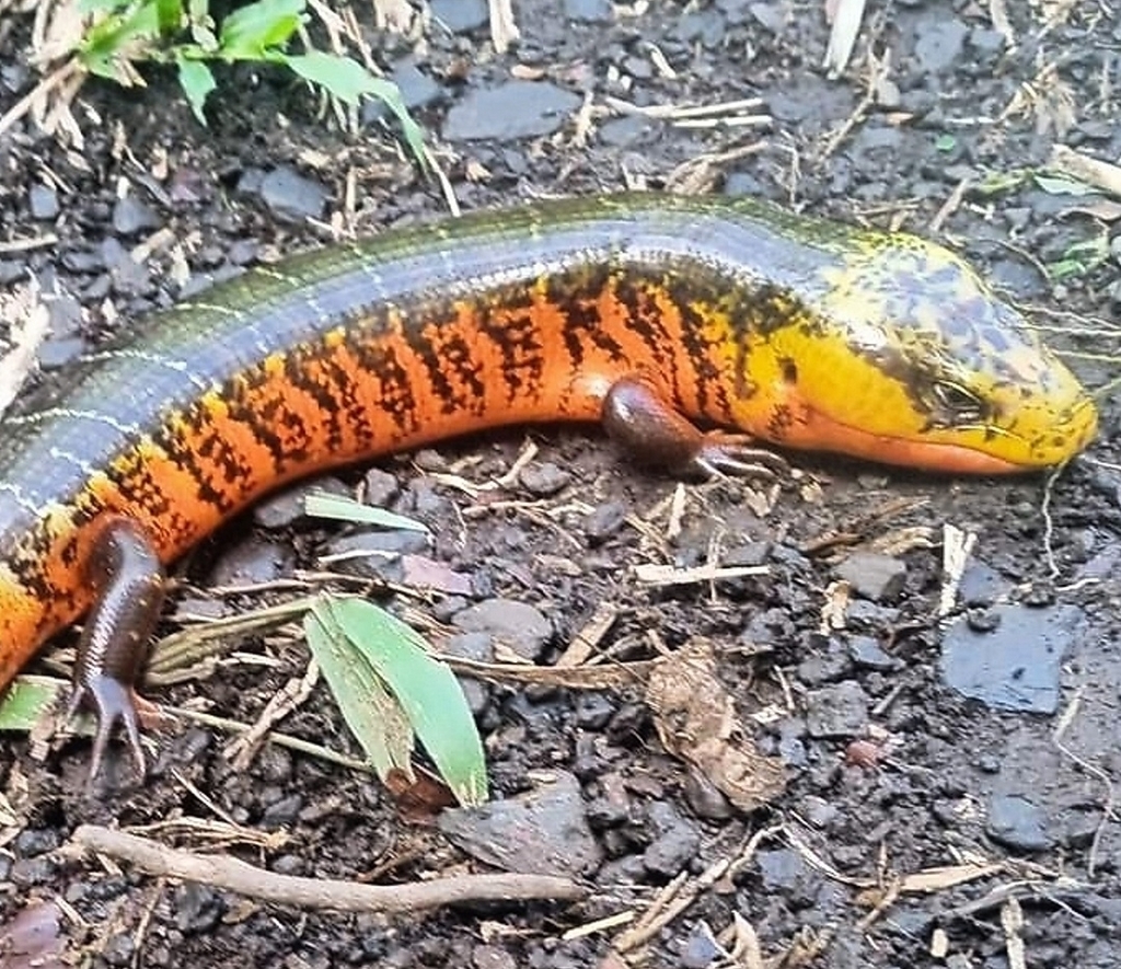 Rainbow Galliwasp from Egido, Muzo, Boyacá, Colombia on November 1 ...