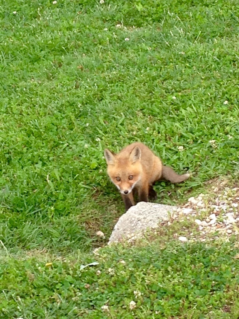 Red Fox from Brown St, Elberfeld, IN, US on May 5, 2016 at 11:58 AM by ...