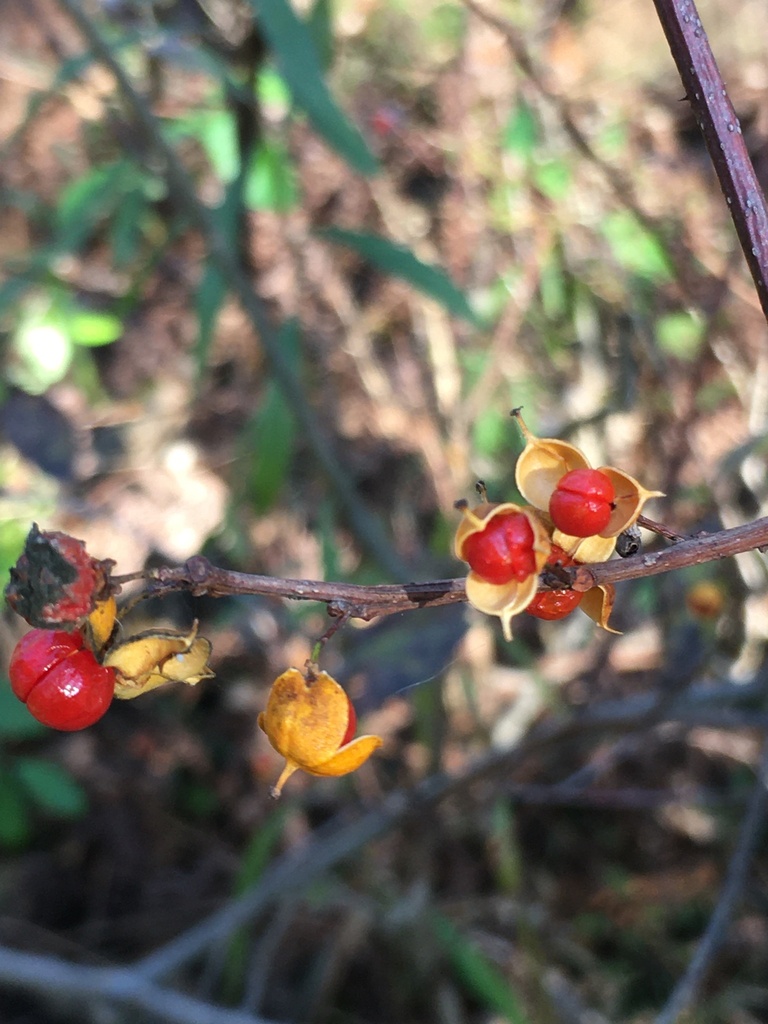 Oriental bittersweet from Saratoga Spa State Park, Saratoga Springs, NY ...