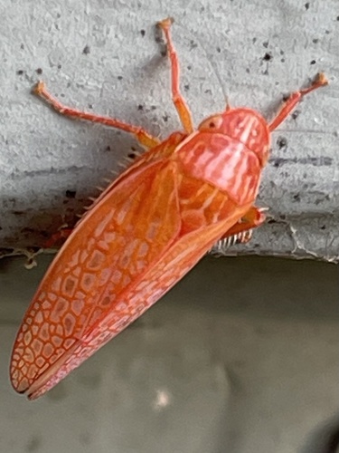 Photo 333253231, (c) Daniel Tomaszewski, all rights reserved, uploaded ...