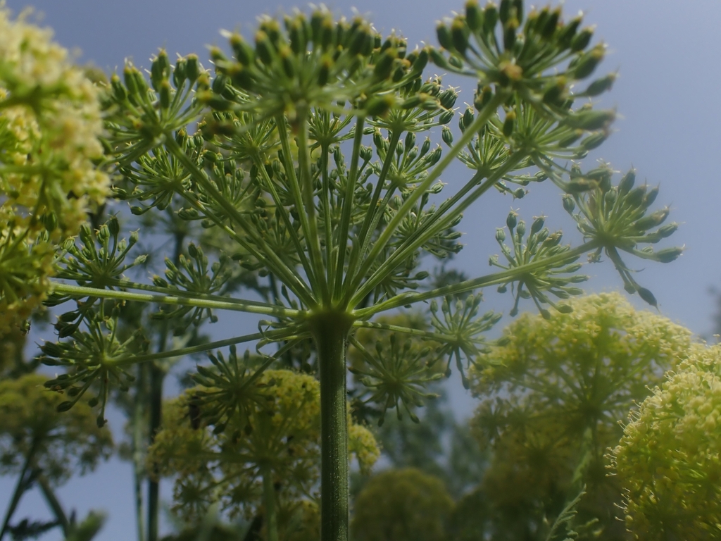 Apioideae from Gran Canaria on March 31, 2023 at 04:37 PM by laure ...