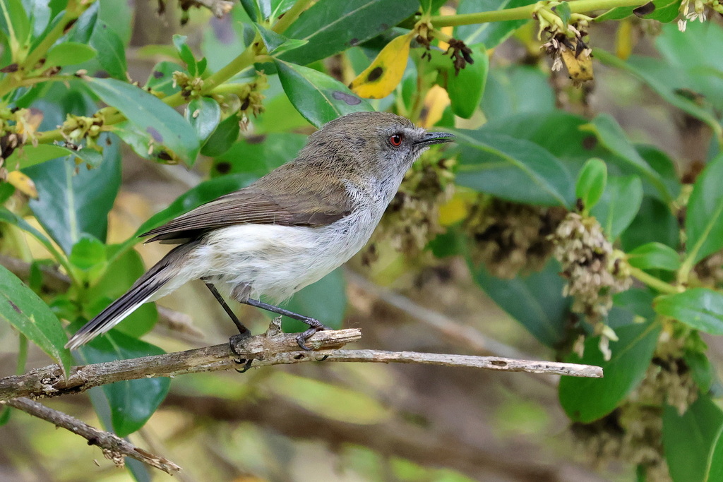 Grey Gerygone from Flagstaff, Hamilton, New Zealand on October 23, 2023 ...