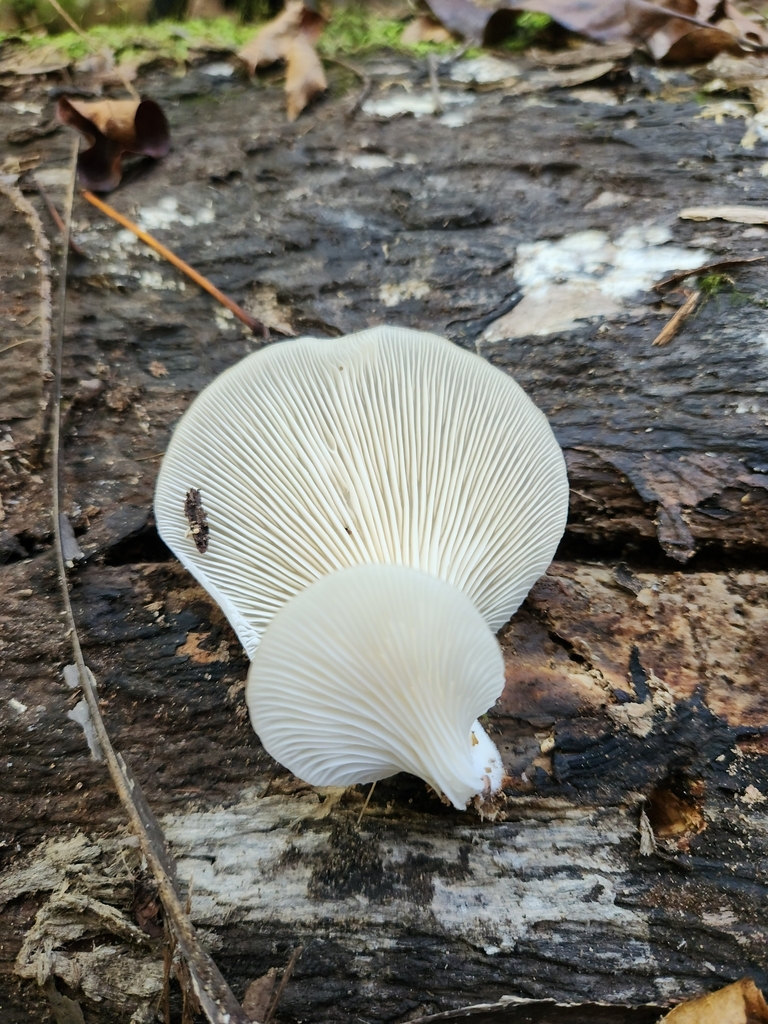 Pleurotus ostreatus from Longwood, FL 32750, USA on November 05, 2023 ...
