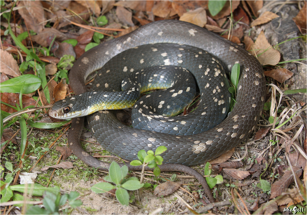 Buttermilk Racer in November 2020 by Jake Scott · iNaturalist
