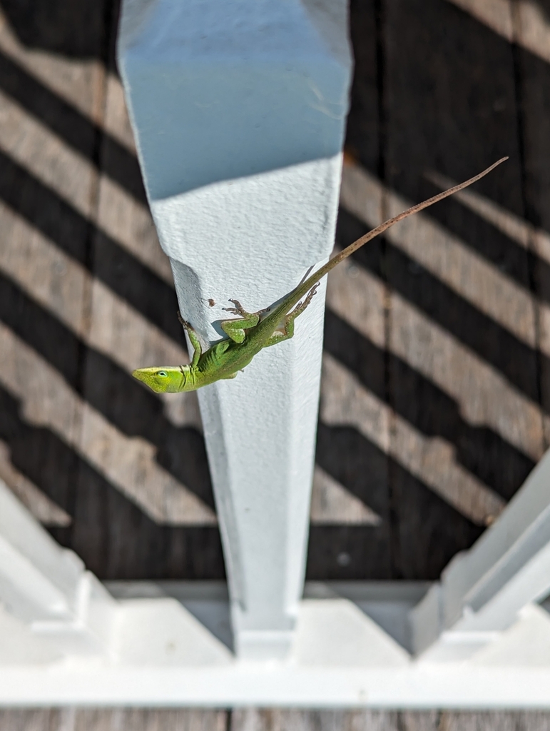 Green Anole from Bay Lake, FL, USA on November 5, 2023 at 01:38 PM by ...