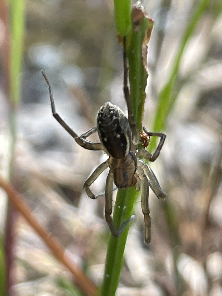 Entelegyne Spiders from Langwarrin Flora & Fauna Reserve, Langwarrin ...