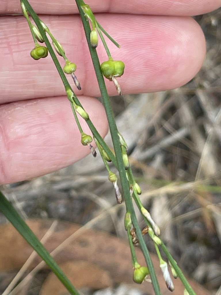 Grasslilies from Langwarrin Flora & Fauna Reserve, Langwarrin, VIC, AU ...