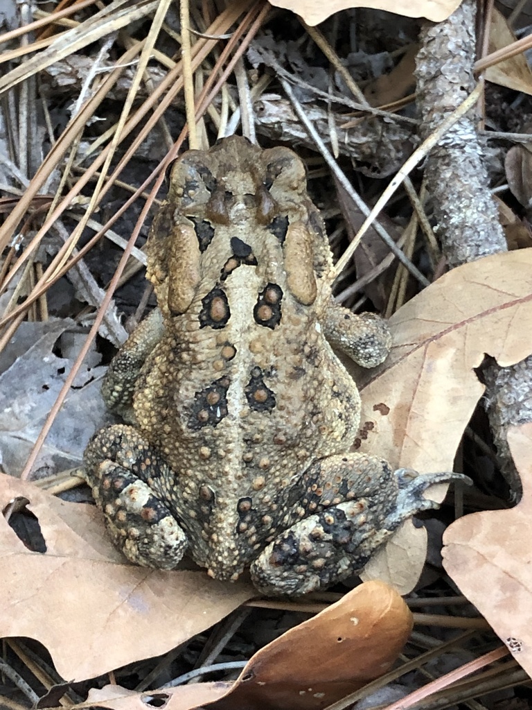 Southern Toad from Goodale State Park, Camden, SC, US on November 5 ...