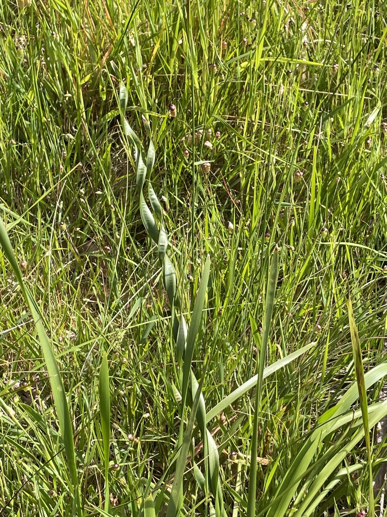 plants from Langwarrin Flora & Fauna Reserve, Langwarrin, VIC, AU on ...