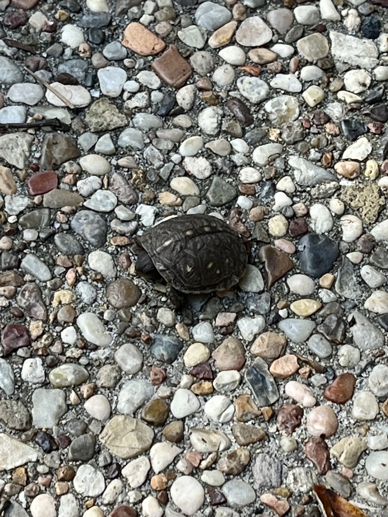 Three-toed Box Turtle in November 2023 by John Zemaitis. Tiny hatchling ...