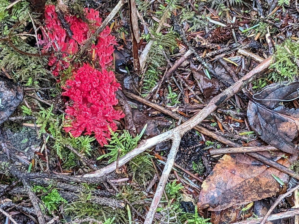red coral from Lincoln County, OR, USA on October 21, 2023 at 01:40 PM ...