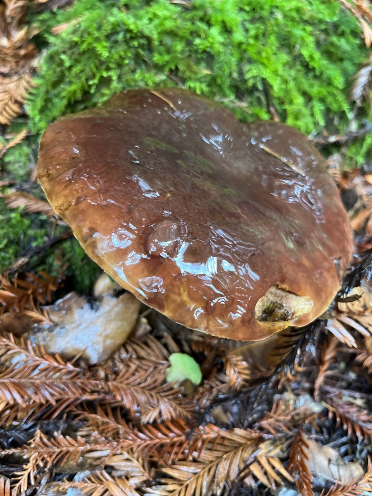 Queen Bolete in November 2023 by Jillian Zimmerman · iNaturalist