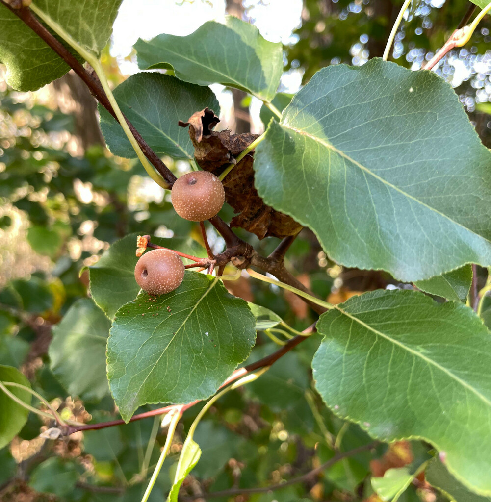Callery pear in November 2023 by johnbotany · iNaturalist