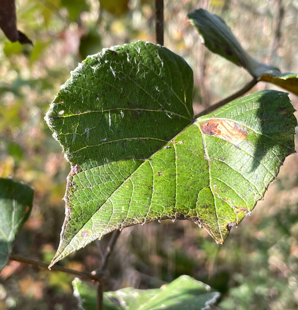 graybark grape in November 2023 by johnbotany · iNaturalist