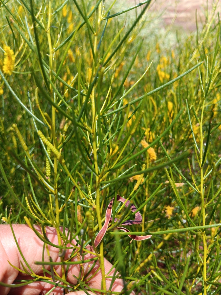 wattles from Tennant Creek - Bal, AU-NT, AU on November 6, 2023 at 12: ...