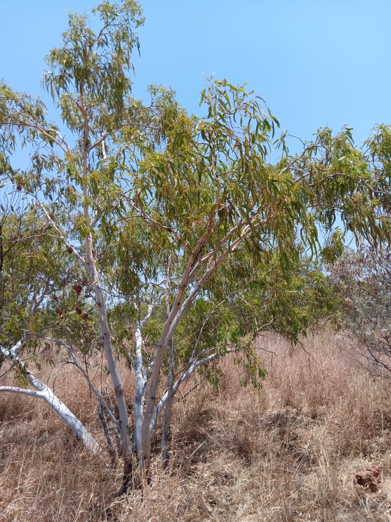 Eucalyptus victrix from Tennant Creek - Bal, AU-NT, AU on November 6 ...