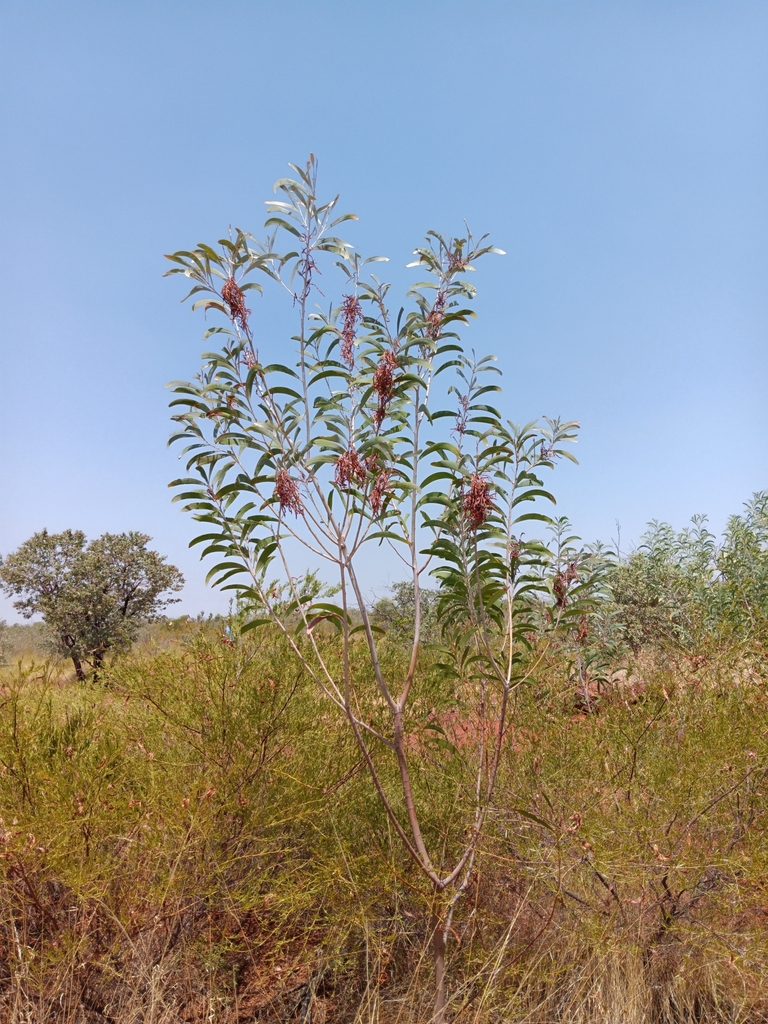 wattles from Tableland, AU-NT, AU on November 6, 2023 at 01:41 PM by ...