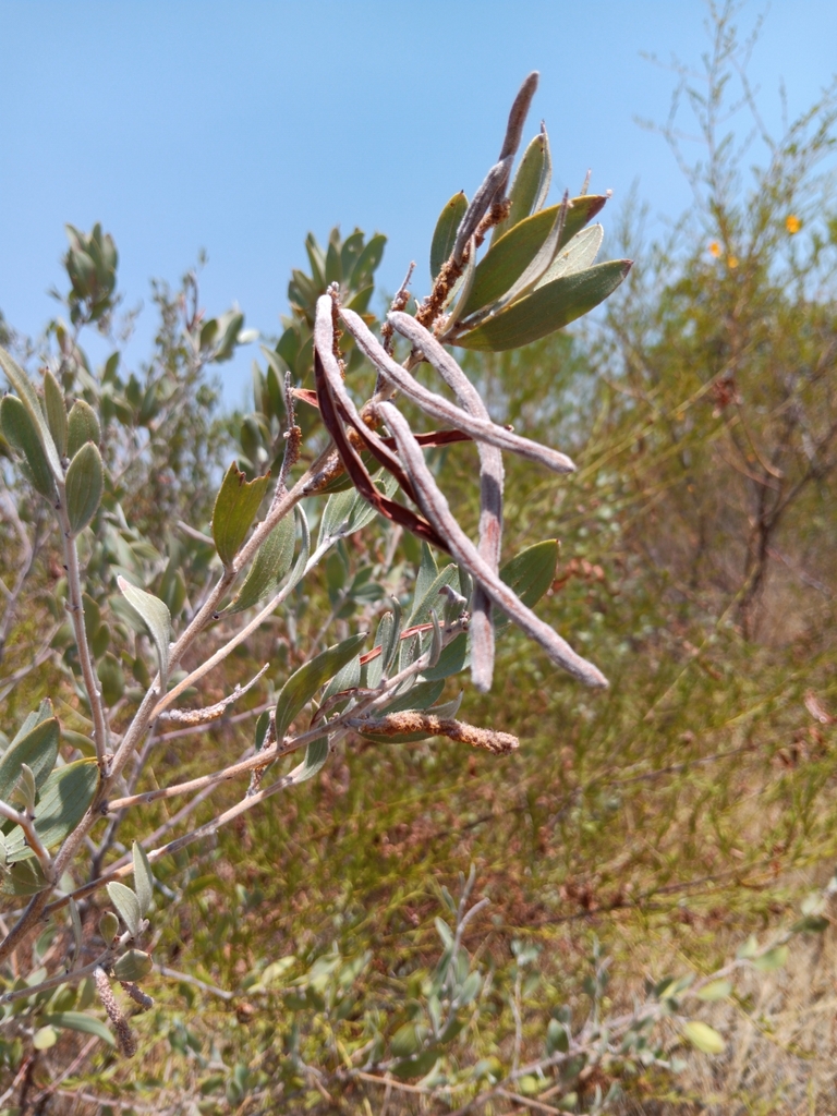 wattles from Tableland, AU-NT, AU on November 6, 2023 at 01:41 PM by ...