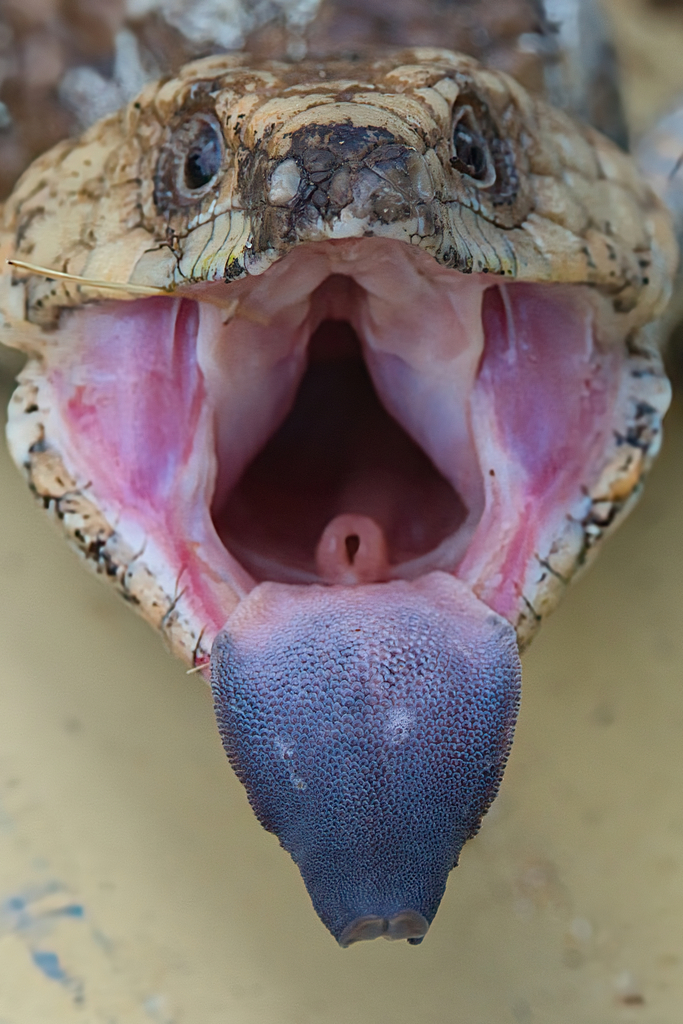 South-west Shingleback Lizard from Stratham WA 6237, Australia on ...