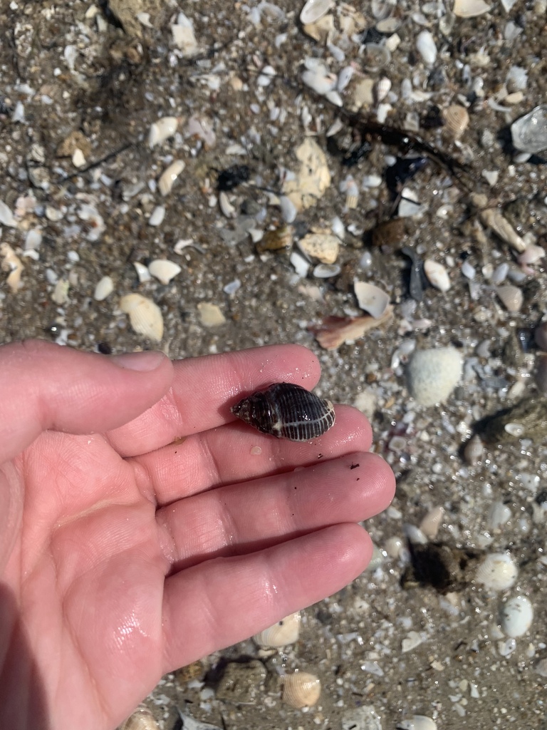 Lineated cominella from 2 Jetty Rd, Rosebud VIC 3939, Australia on ...