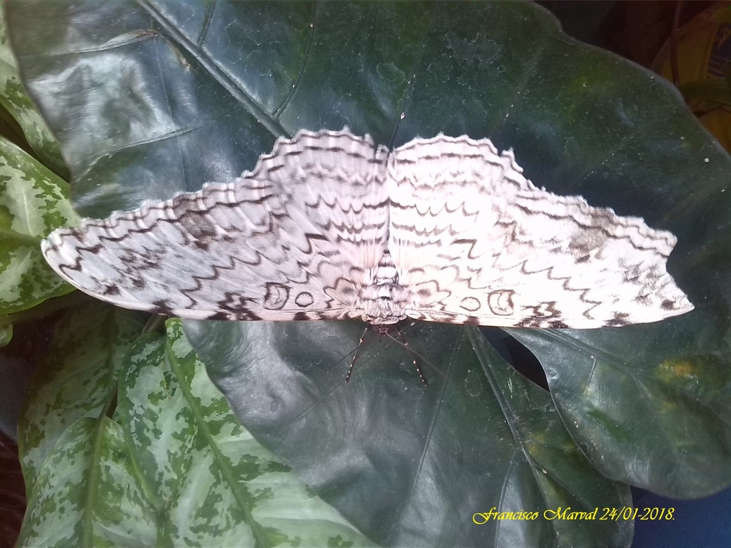 White Witch Moth from Miramar, Cumaná 6101, Sucre, Venezuela on January ...