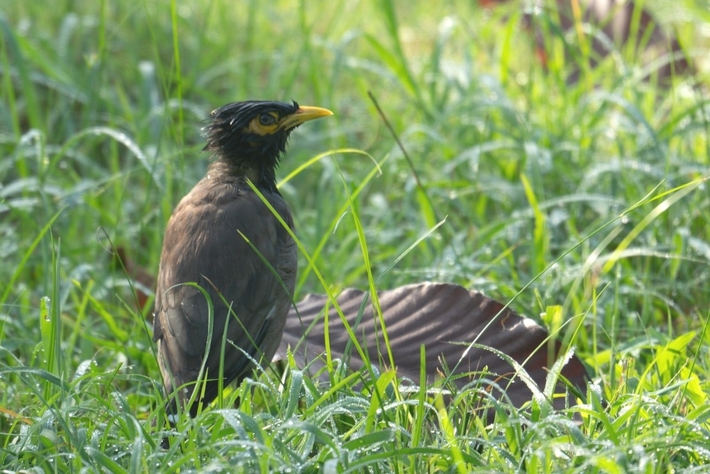 Common Myna from Phra Pra Daeng, TH-SP, TH on November 6, 2023 at 09:22 ...