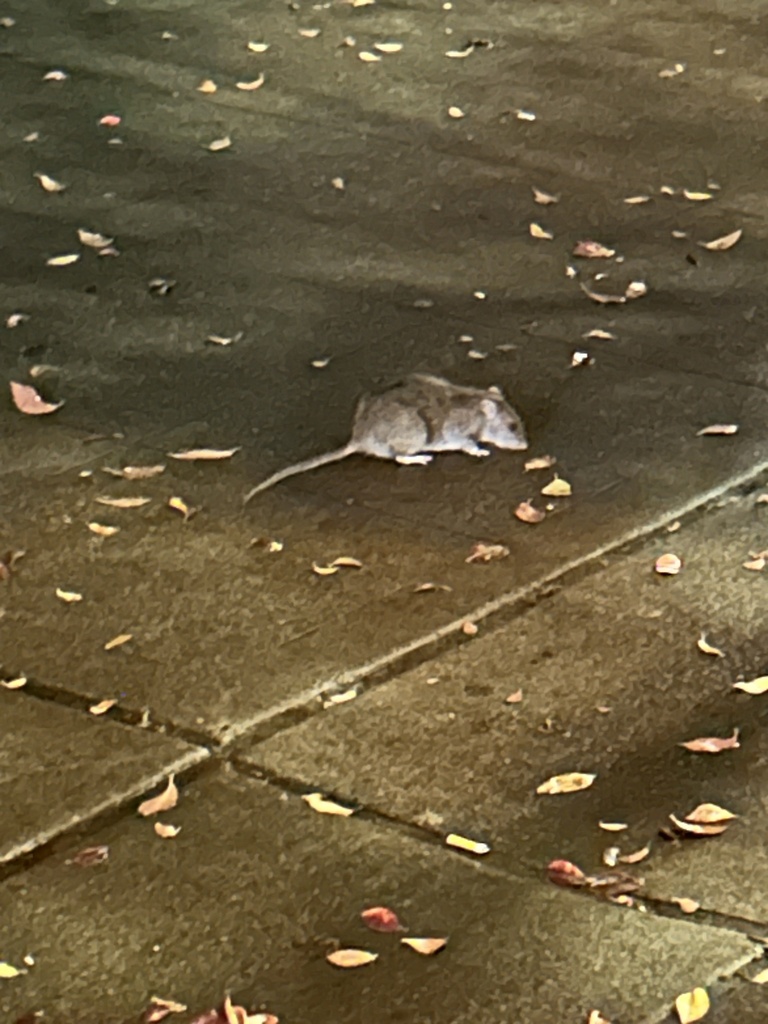 Brown Rat from 3rd Ave, Seattle, WA, US on November 5, 2023 at 10:09 PM ...