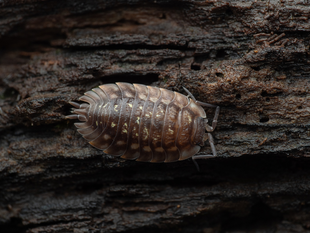 Common Shiny Woodlouse from Wauwatosa, WI, USA on November 3, 2023 at ...