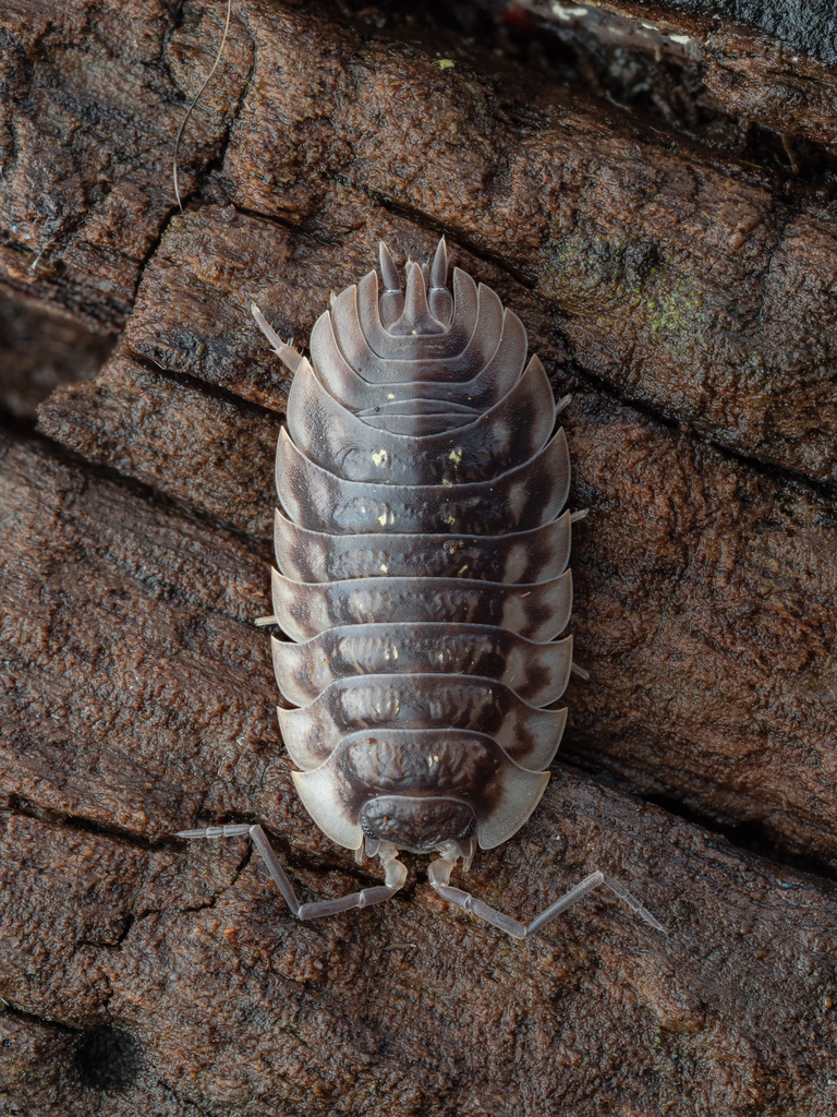 Common Shiny Woodlouse from Wauwatosa, WI, USA on November 3, 2023 at ...
