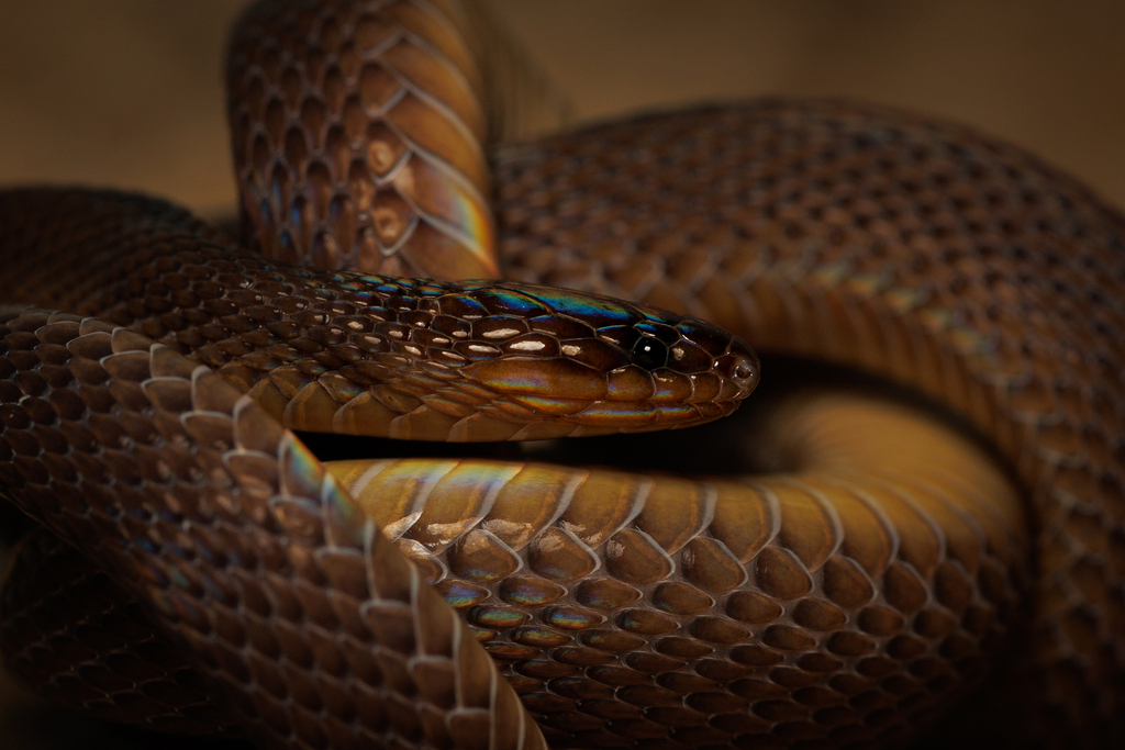 Huang's odd-scaled snake from 中国浙江省绍兴市诸暨市 on November 5, 2023 at 01:23 ...