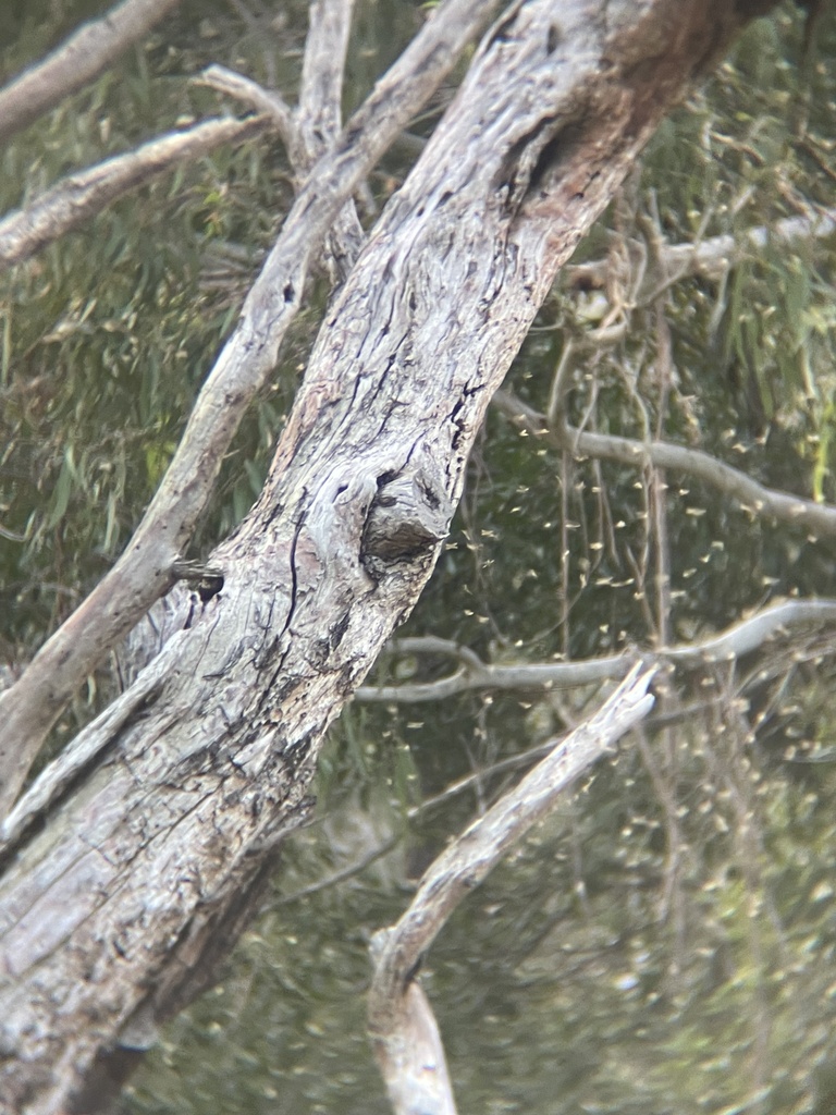 Termites from Upper Sweetwater Creek Reserve, Frankston South, VIC, AU ...