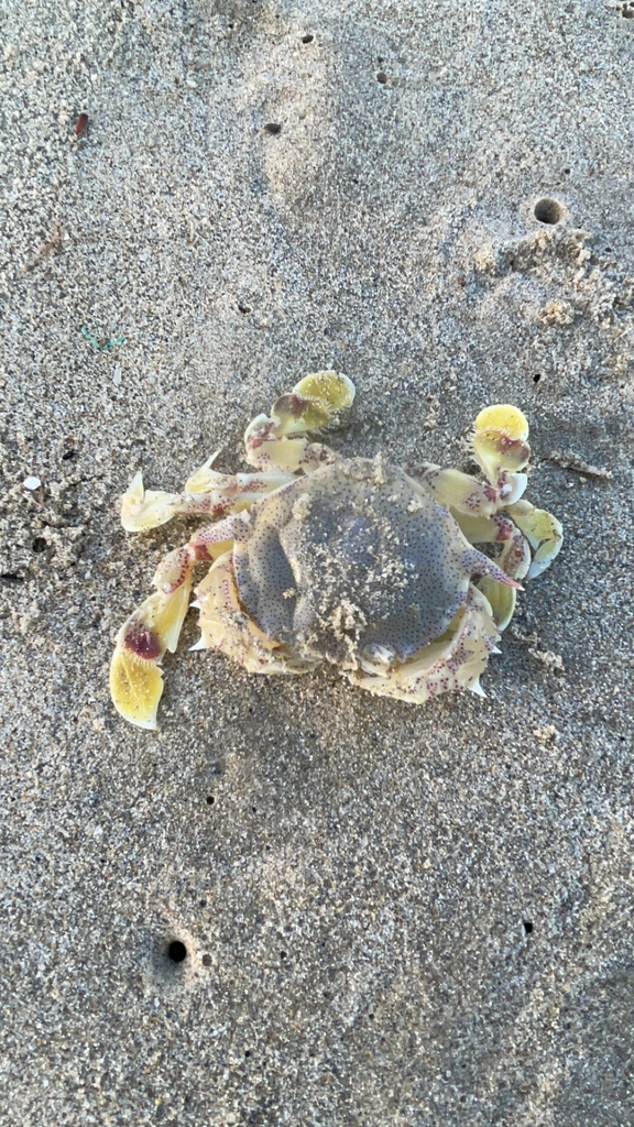 Common Moon Crab from Da Nang on November 4, 2023 at 04:28 PM by Marlon ...