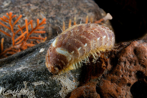 Eunoe nodosa · iNaturalist United Kingdom