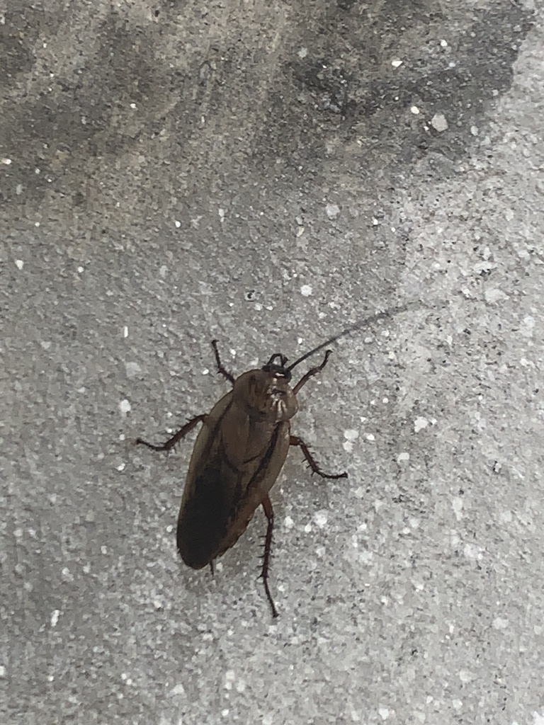 Madeira Cockroach from Mindanao, Davao City, Davao Del Sur, PH on ...