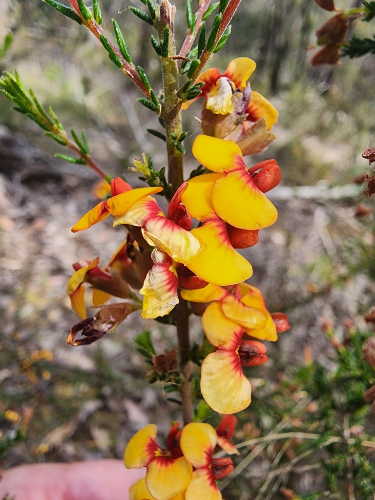 small-leaf parrot-pea from Broadford VIC 3658, Australia on November 6 ...