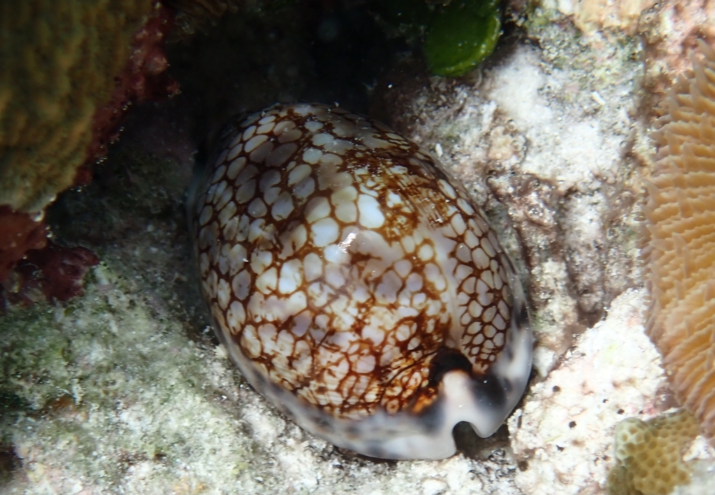 Mauritia histrio in November 2023 by Amir Rasheed · iNaturalist