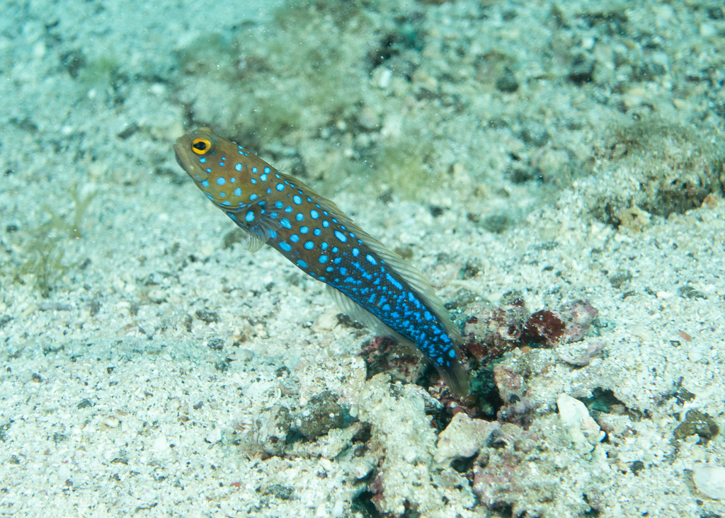 Bluespotted Jawfish Online Learning Center Aquarium Of The Pacific St.