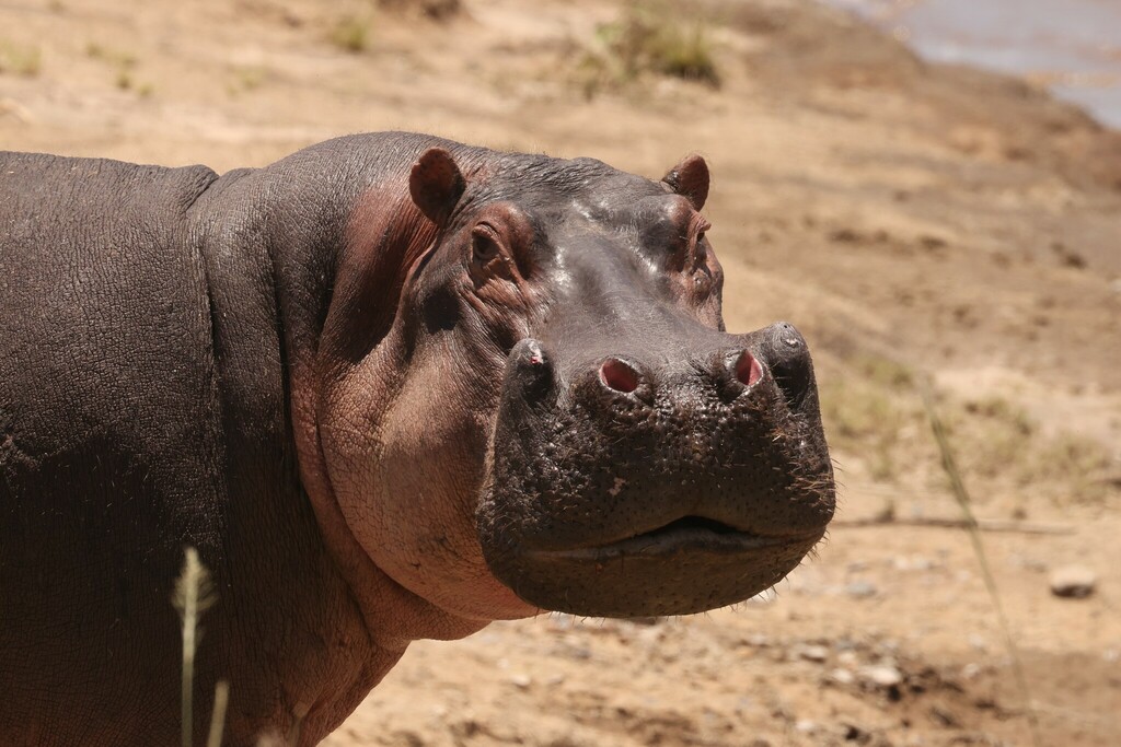 Common Hippopotamus in September 2023 by Michael Gallo · iNaturalist