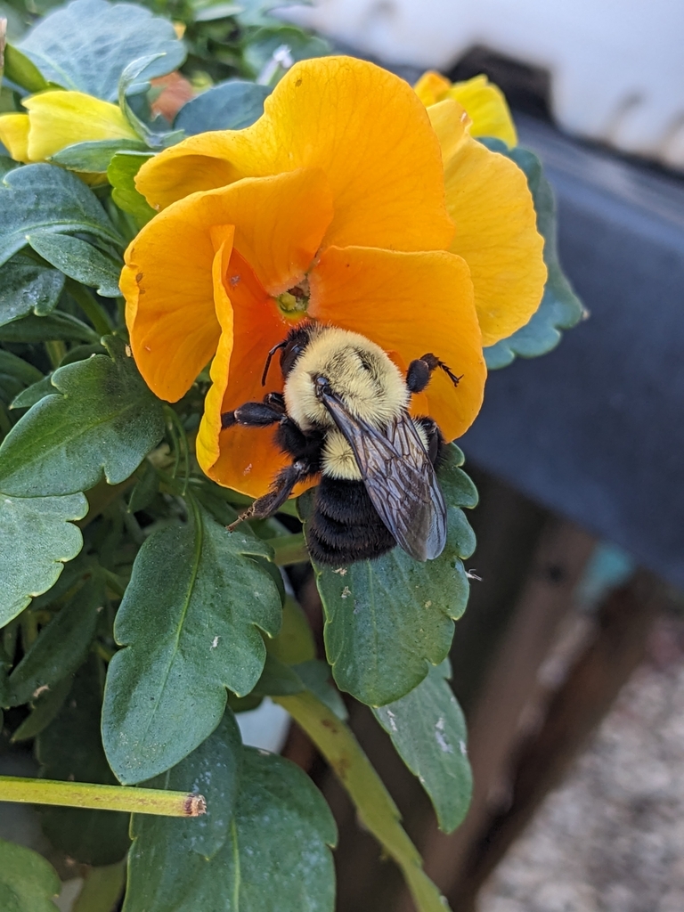 Common Eastern Bumble Bee from Rocky Mount, VA 24151, USA on November 6 ...